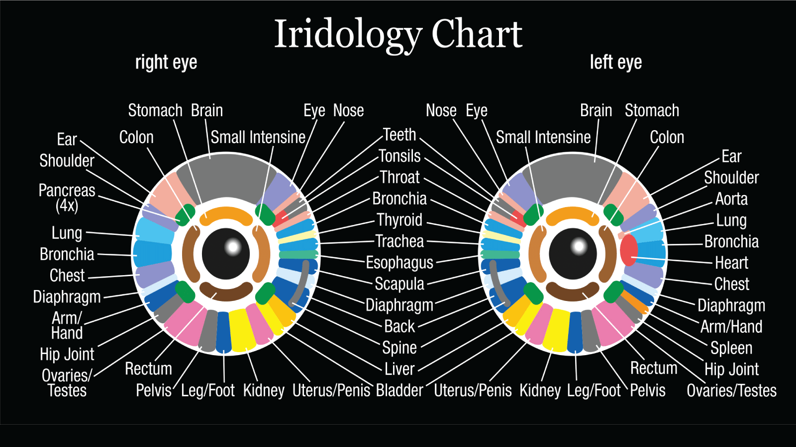 Iridolgogy_chart_web – Holistic Health Center